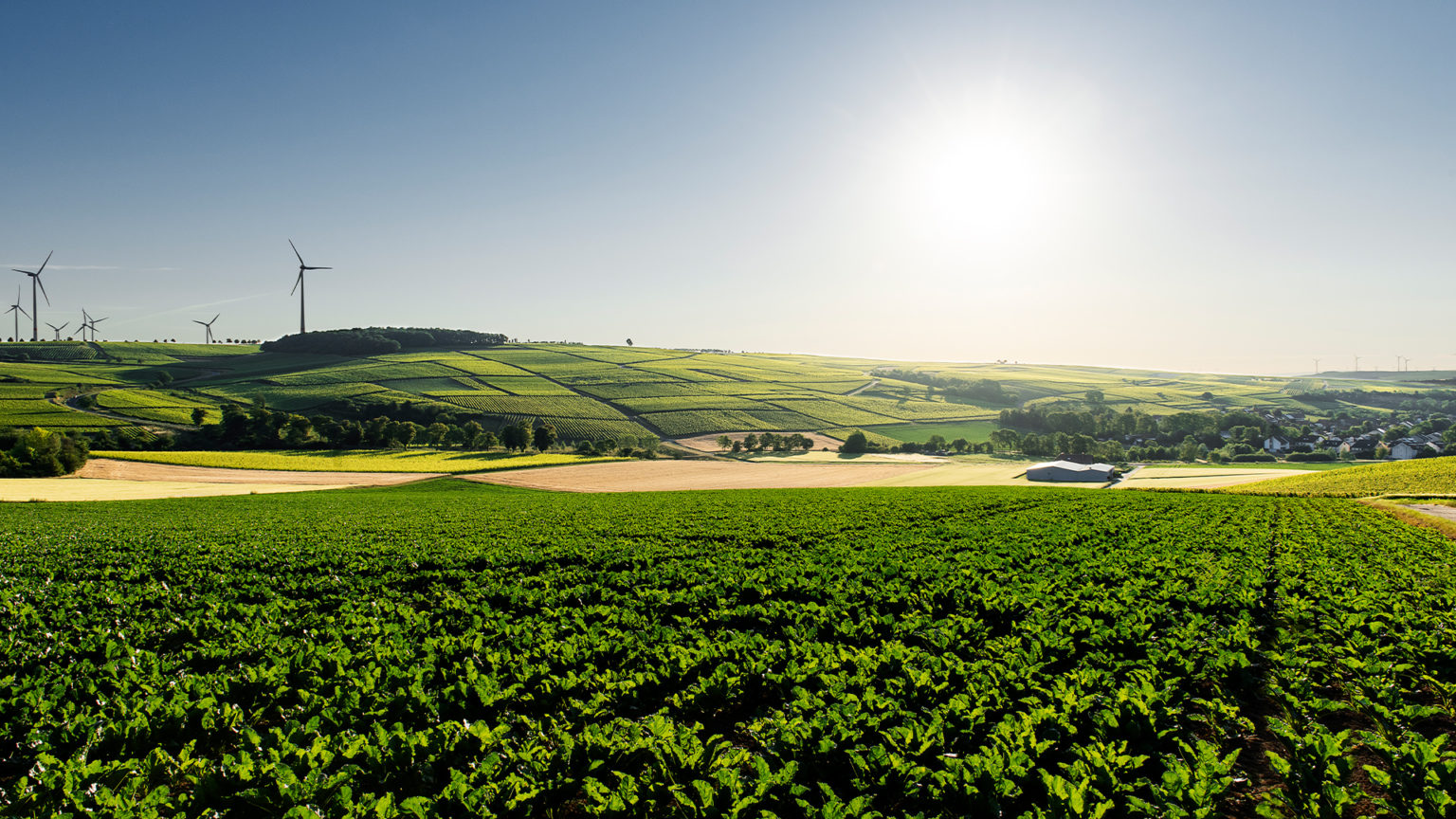 Weingut Alexander Gysler | Biodynamischer Wein | Demeter Wein